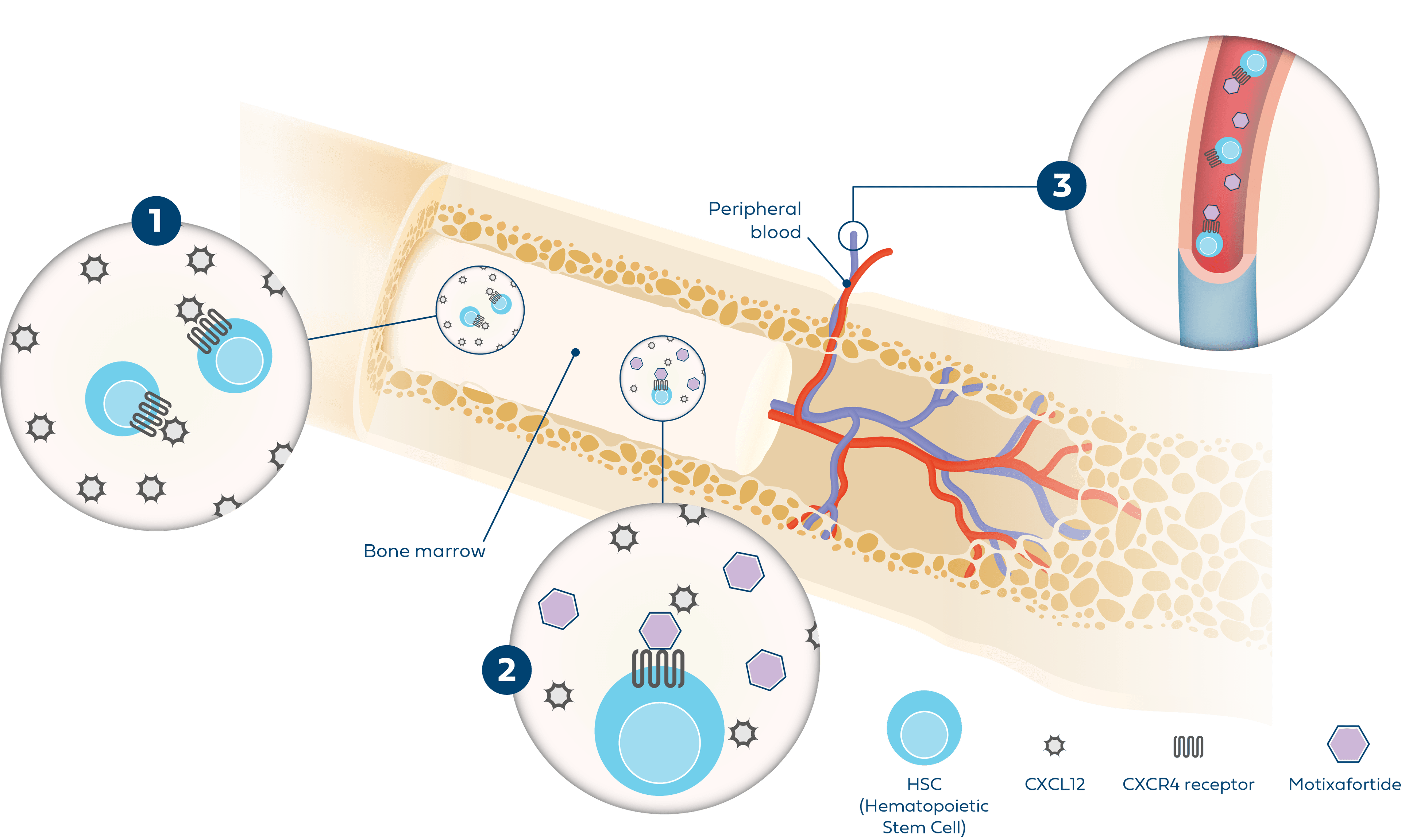 About APHEXDA | APHEXDA® (motixafortide)